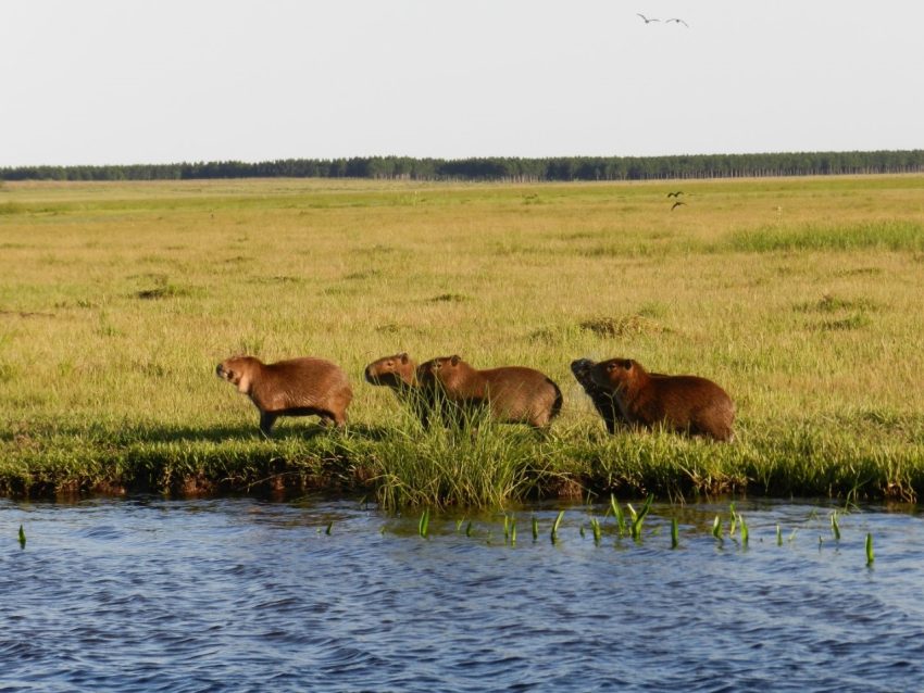 La Reserva natural del Iberá celebra 40 años de su creación - Diario El ...