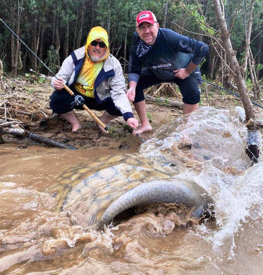 Un verdadero monstruo de río: capturaron una raya gigante en Corrientes ...